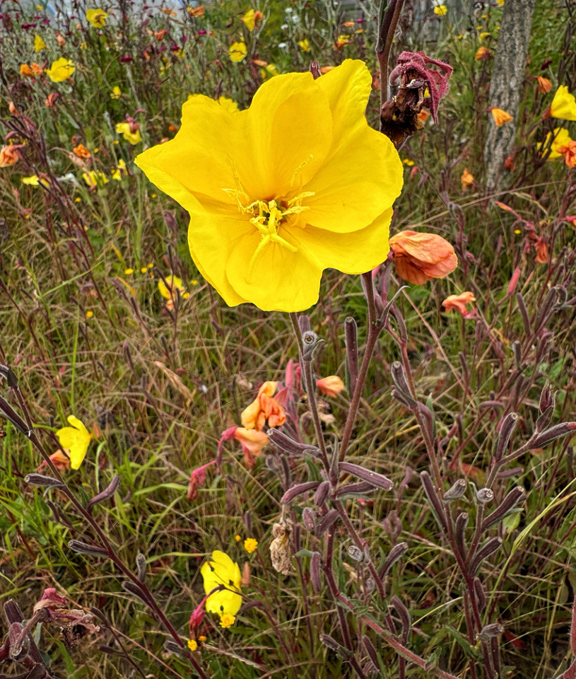 Evening primrose | Stella2 | Blipfoto