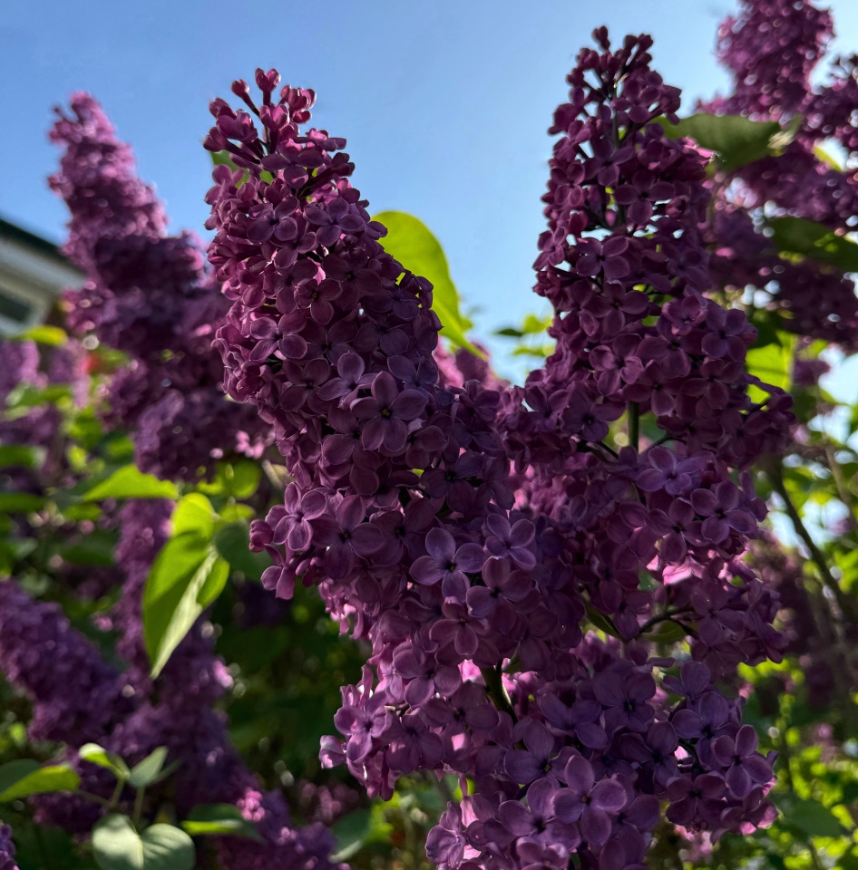 Lilac | Technophobe | Blipfoto