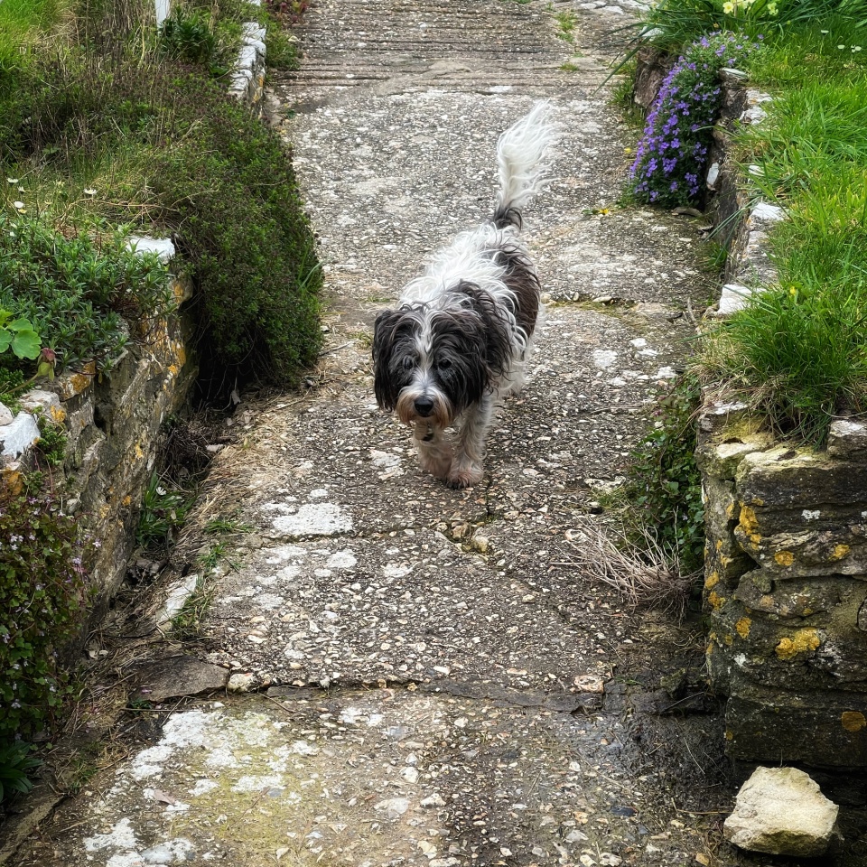 Radish is Poorly | sk | Blipfoto