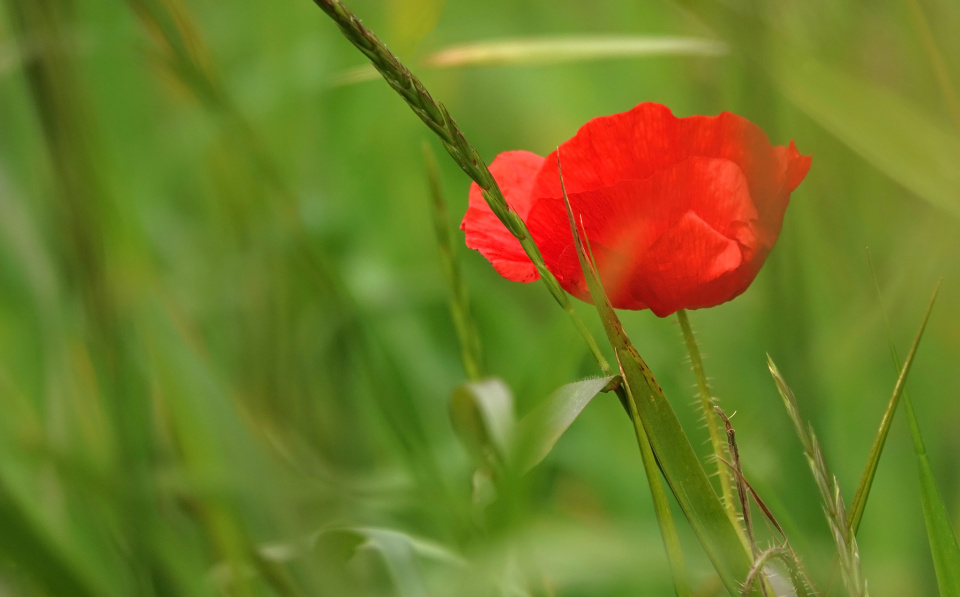 Poppy... | Nicpic | Blipfoto