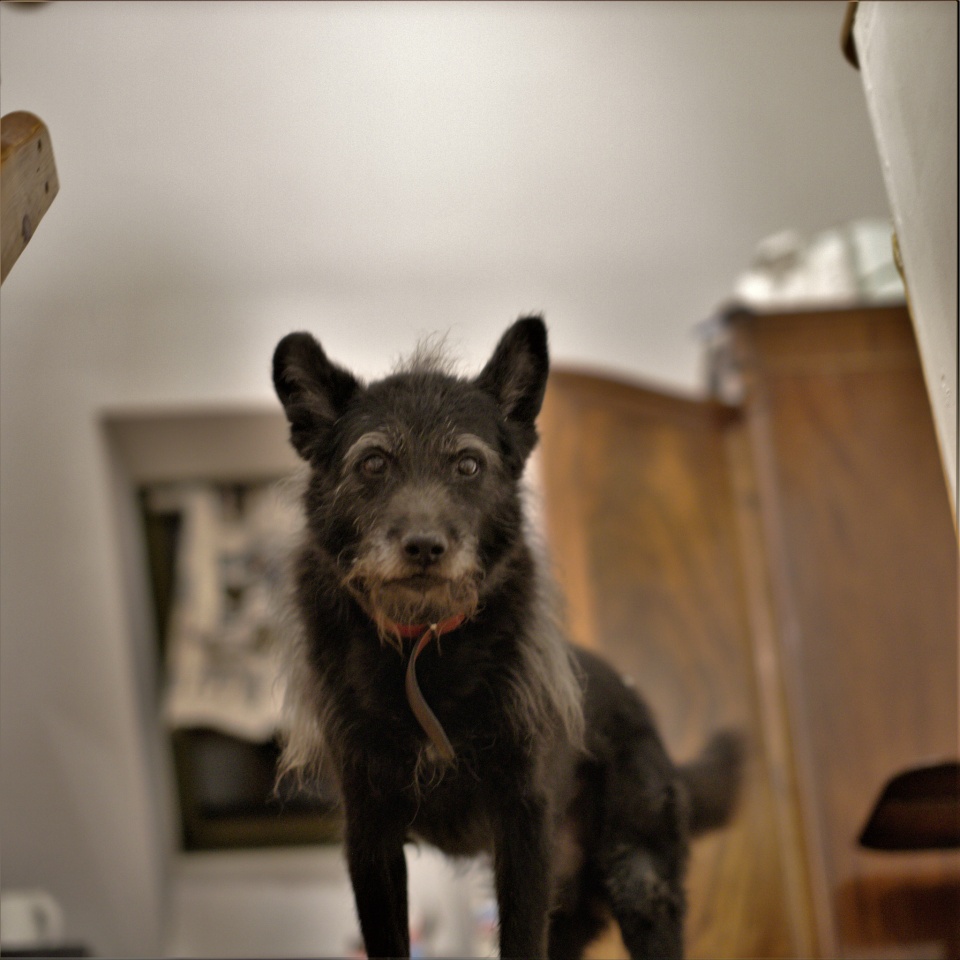 Flightless bat | lemonzest | Blipfoto