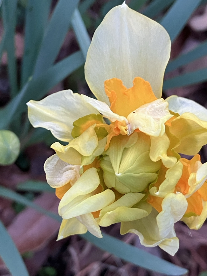 A strange daffodil | MaryElizaR | Blipfoto