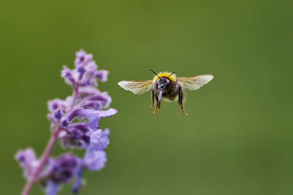 My what a long tongue you have | Sheol | Blipfoto