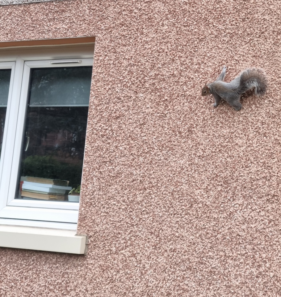 Spider - squirrel | NelsonMcF | Blipfoto