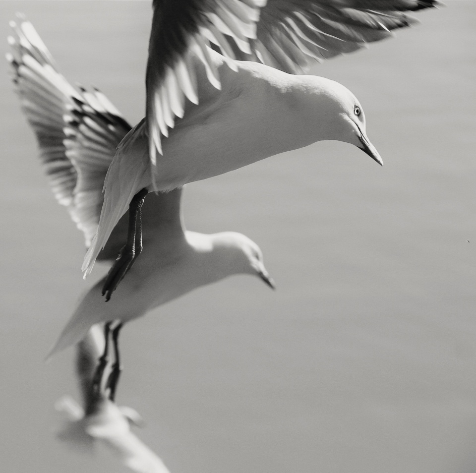 Mono Monday - bird life | TeeJay | Blipfoto