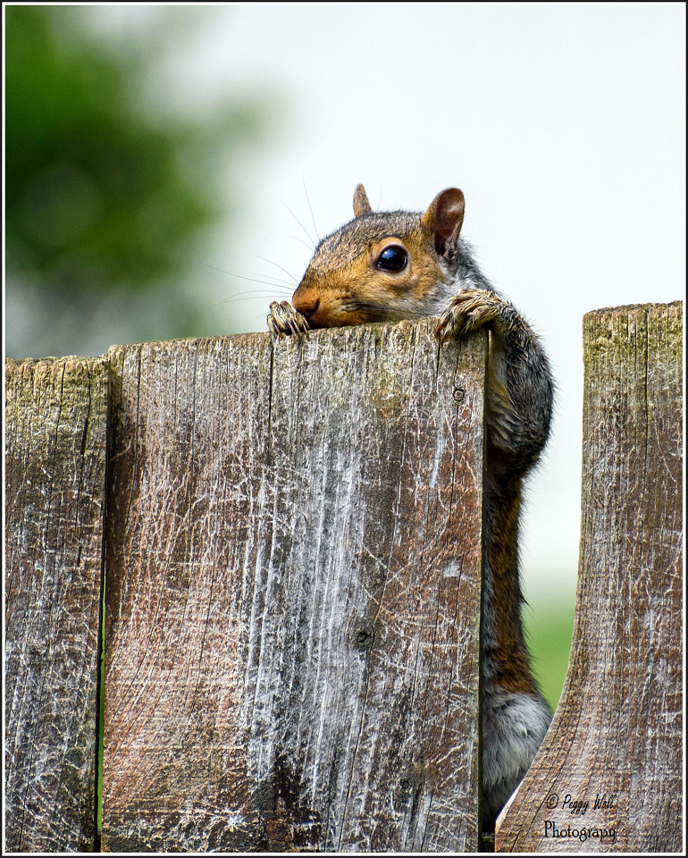 Silly Saturday .... | SquirrelsEtc | Blipfoto