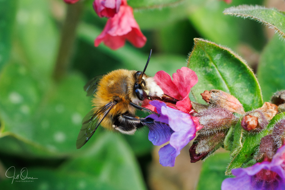 Proboscis | JDO | Blipfoto