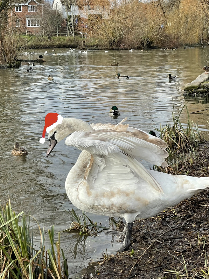 Christmas swan | Tryfan46 | Blipfoto