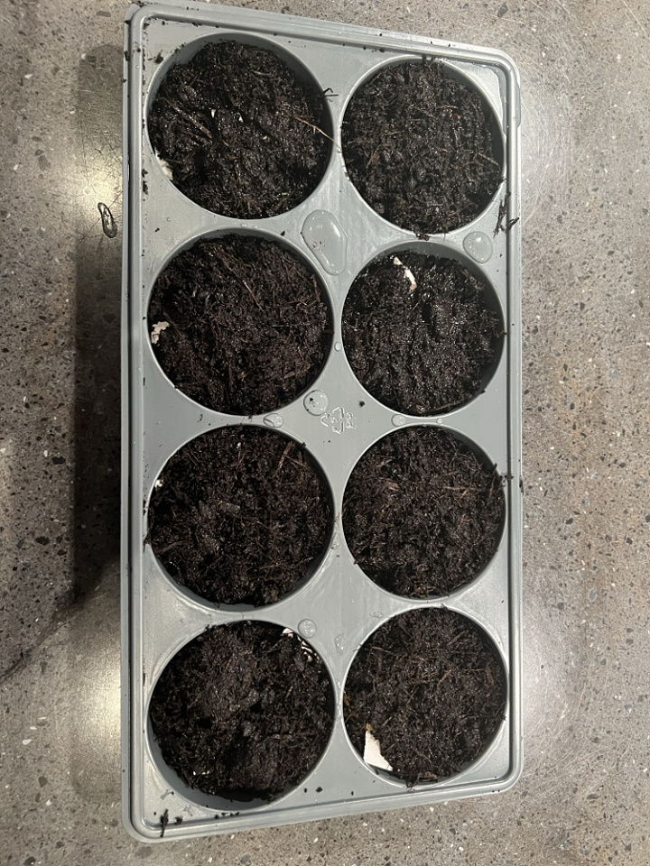 Red hot chilli peppers | SparklyConverse | Blipfoto