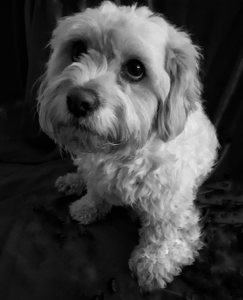 Mono Monday - Animal (Low Key) | Freuchie | Blipfoto