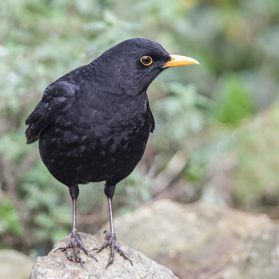 Blackbird in the Garden | jennyg | Blipfoto