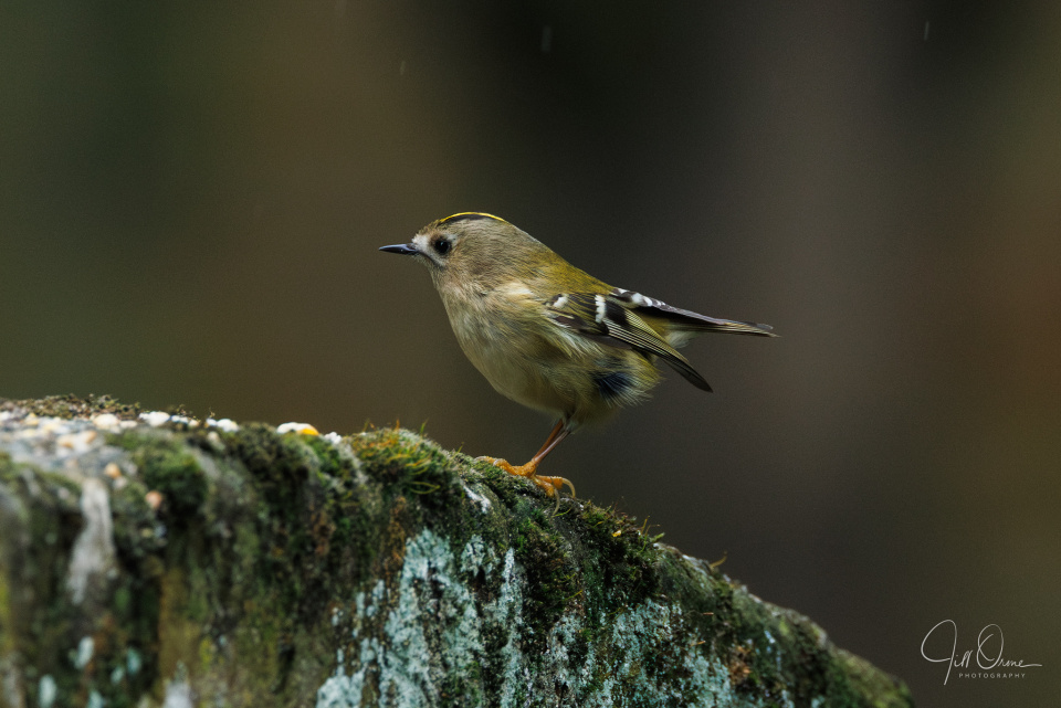 Surprise | JDO | Blipfoto