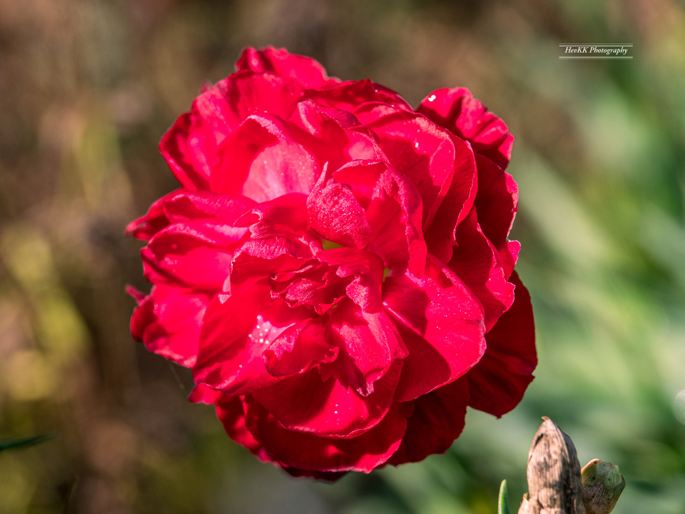 Winter Carnation | Hevkk | Blipfoto
