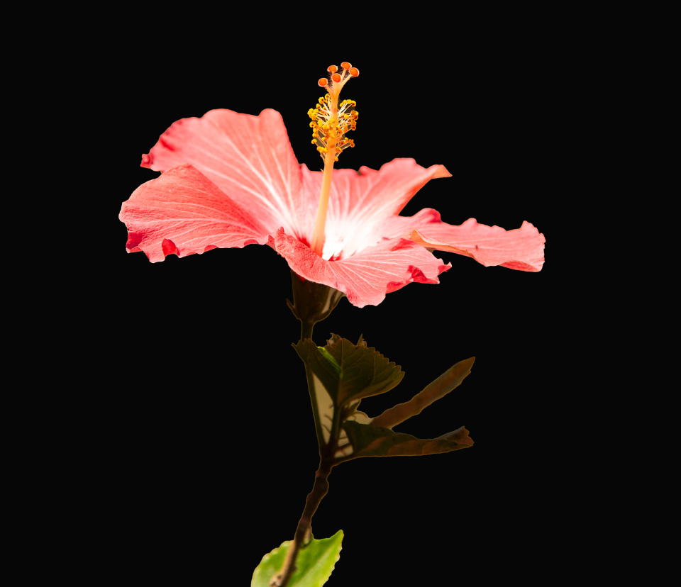 Hibiscus | bugsman | Blipfoto