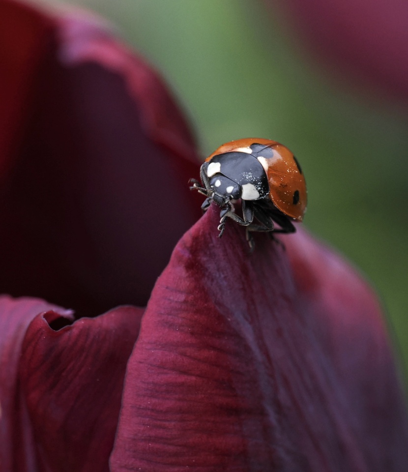 Clashing colours. | Technophobe | Blipfoto