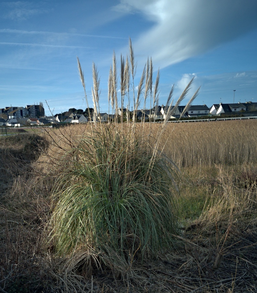 Pampas grass | ajt | Blipfoto