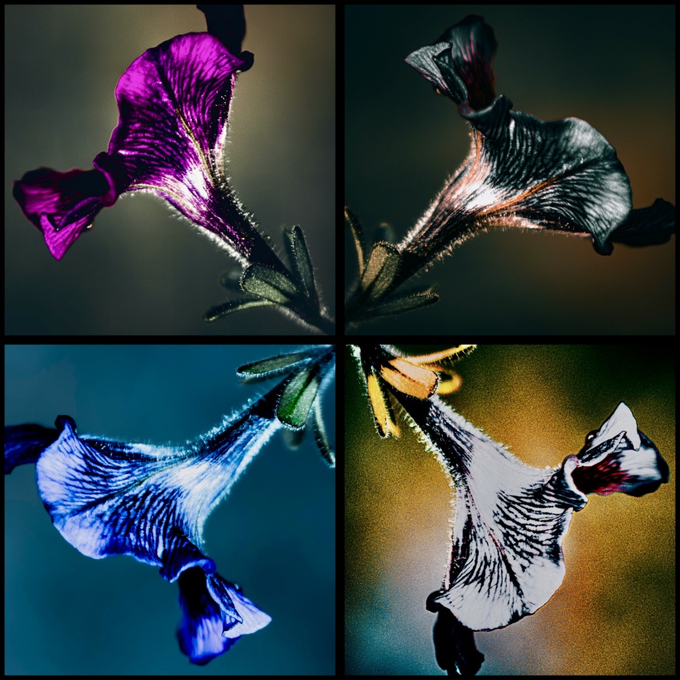 Petunias | maureen6002 | Blipfoto