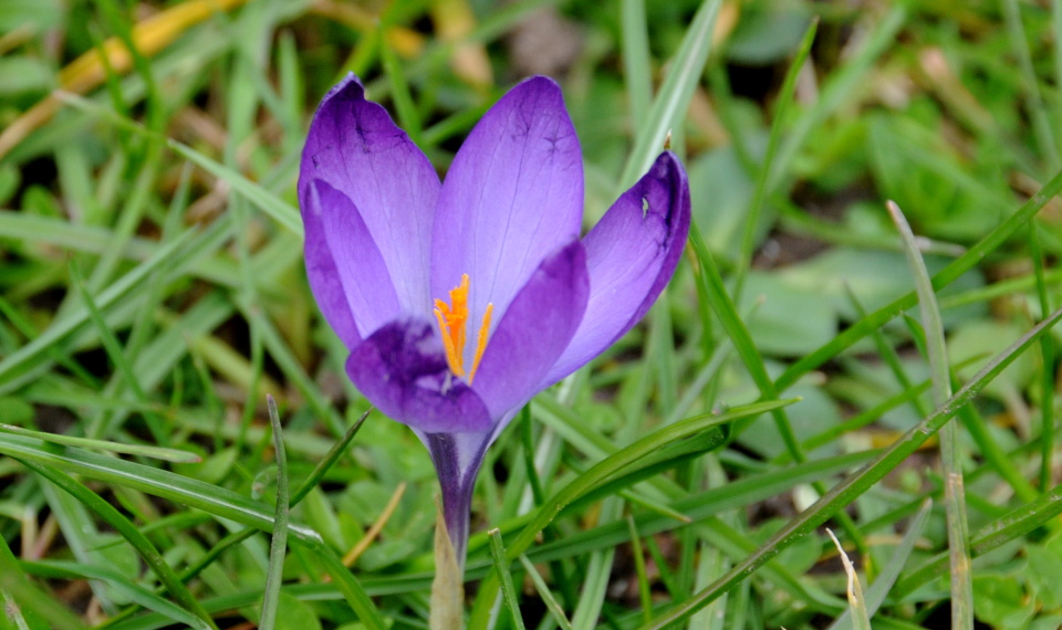This little crocus has... | IAE | Blipfoto