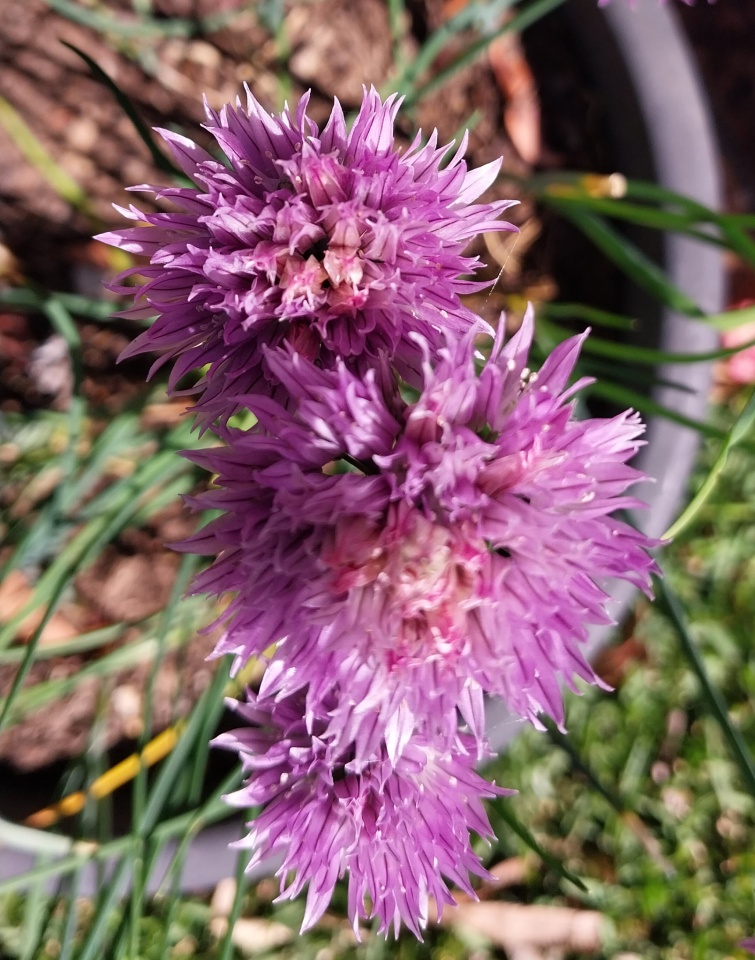 Nothing exotic, but I... | Gritty | Blipfoto