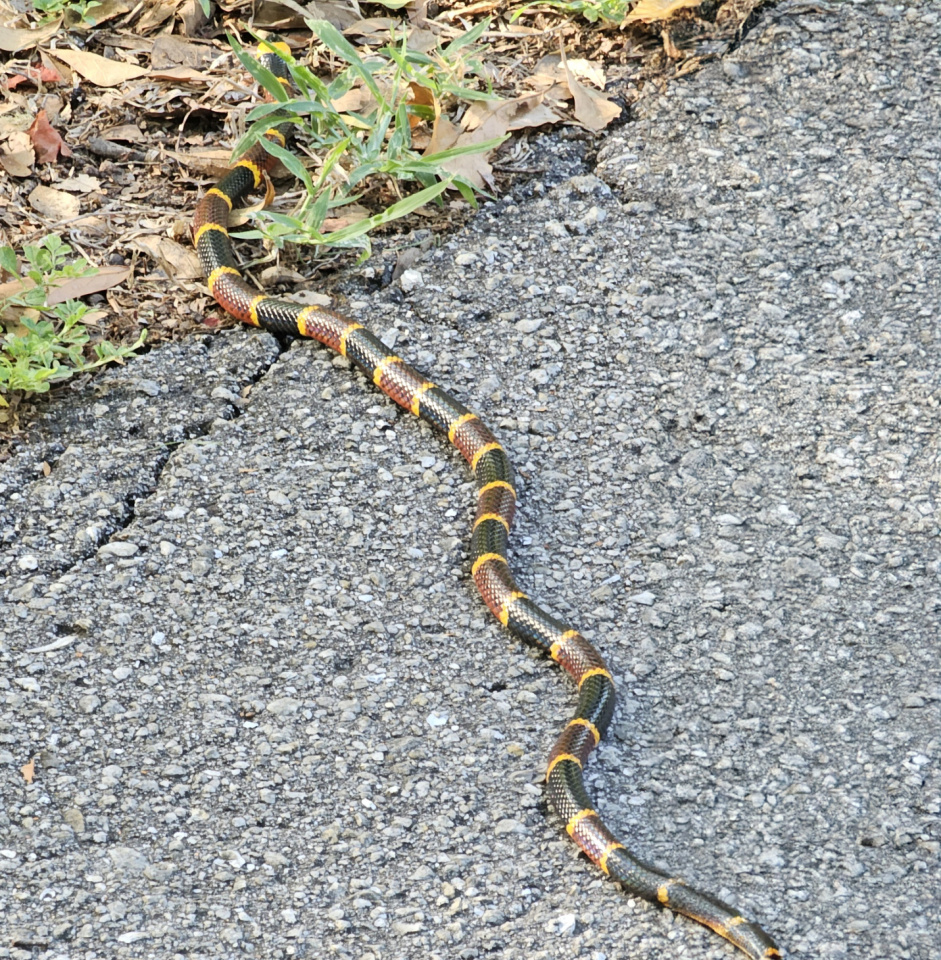 Coral Snake | bugsman | Blipfoto