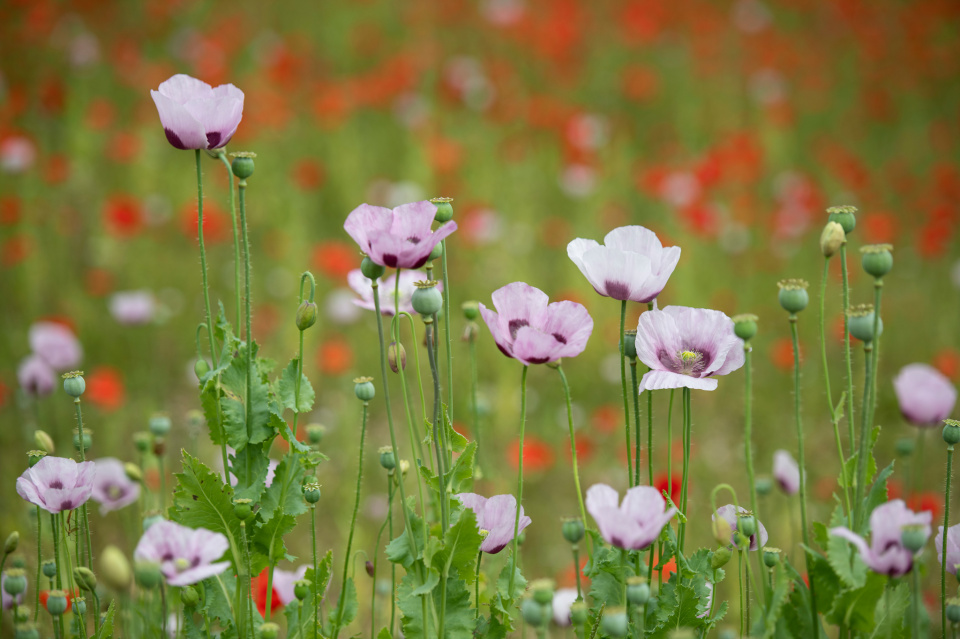 Poppies revisited | NickyR | Blipfoto