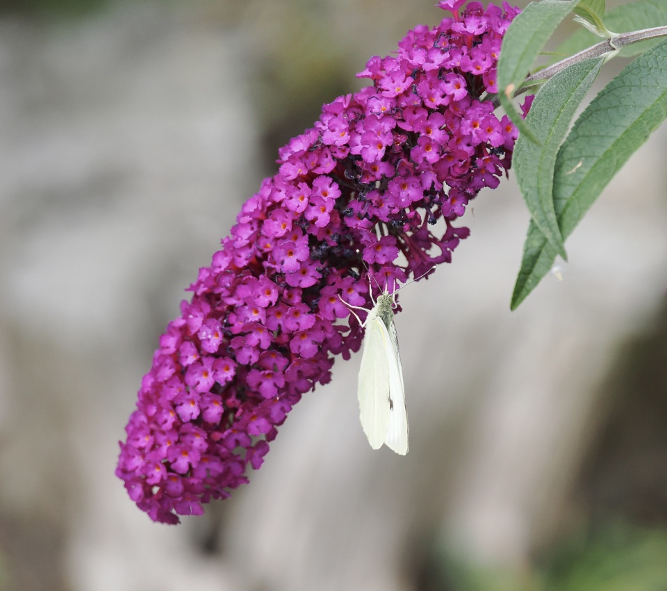 Number 9 | Technophobe | Blipfoto