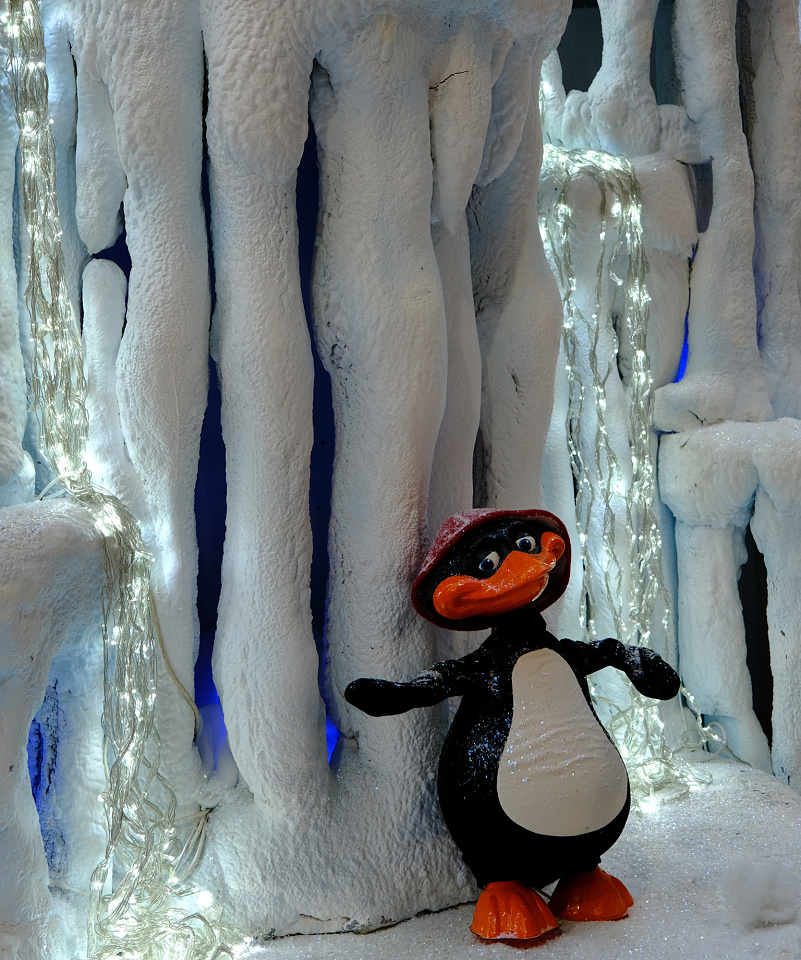 penguin | LesleyAlsford | Blipfoto