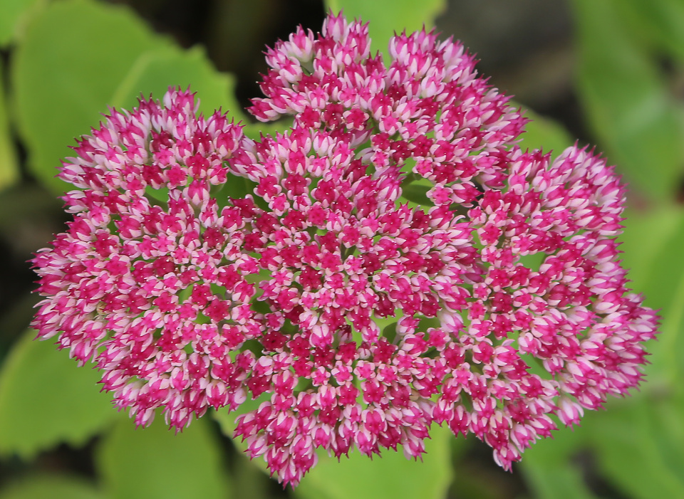 Sedum head detail | Fairmilefoto | Blipfoto
