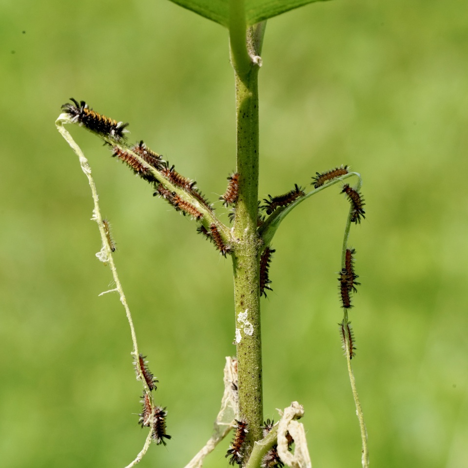 Milkweed Tussock Moth Caterpillars | Kimb | Blipfoto