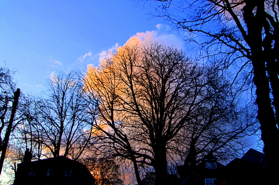 Fluffy tree | LincolnWarrior | Blipfoto