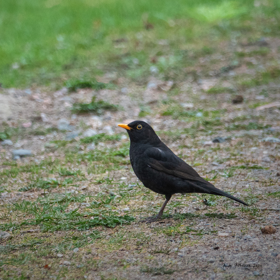 Common blackbird | pitkis | Blipfoto