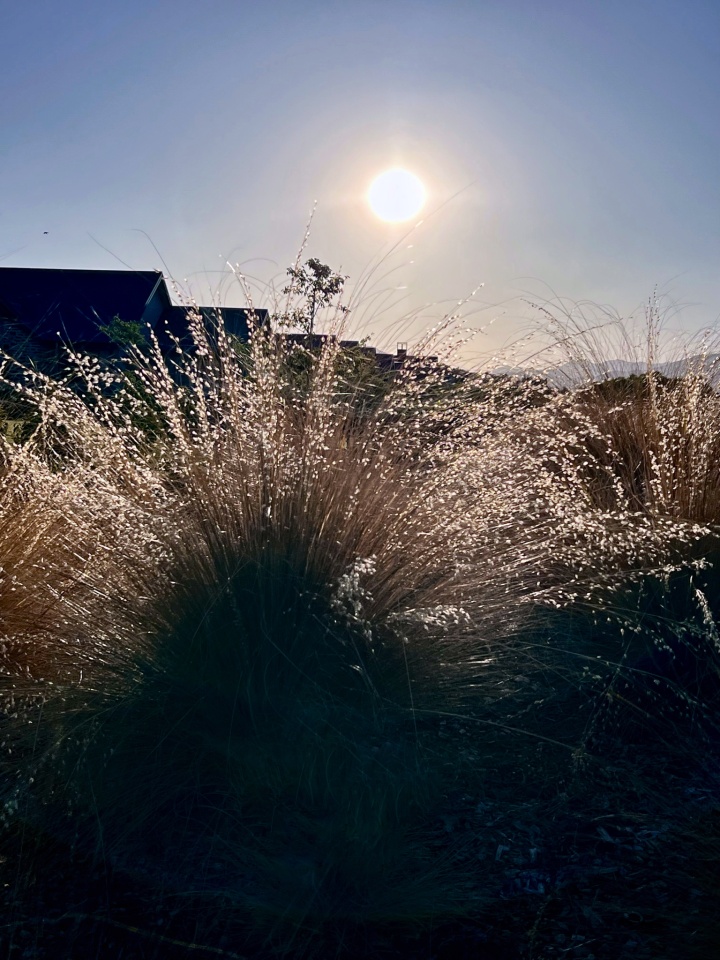 Snow Tussock … | Daring2Go | Blipfoto