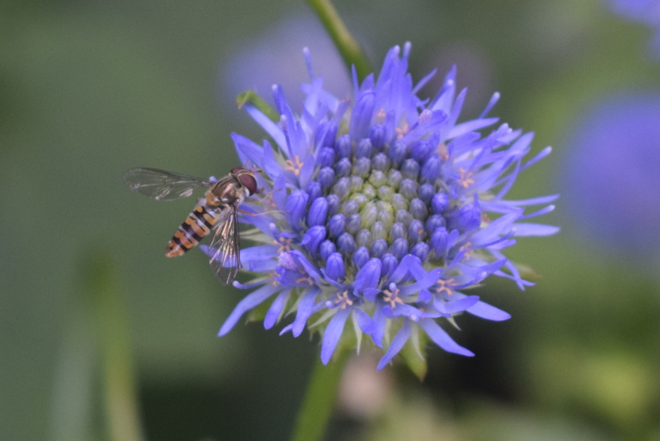 Hoverfly | rat | Blipfoto
