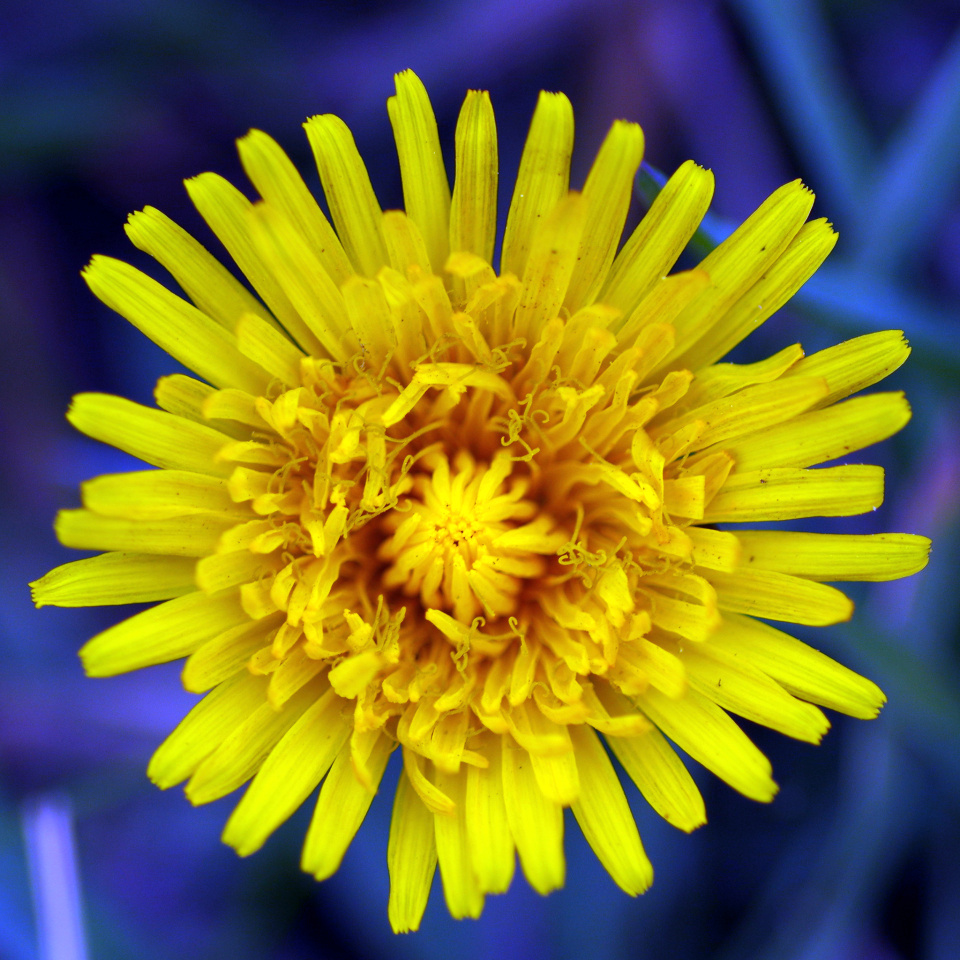 Spring flowers | beerdadtwy | Blipfoto