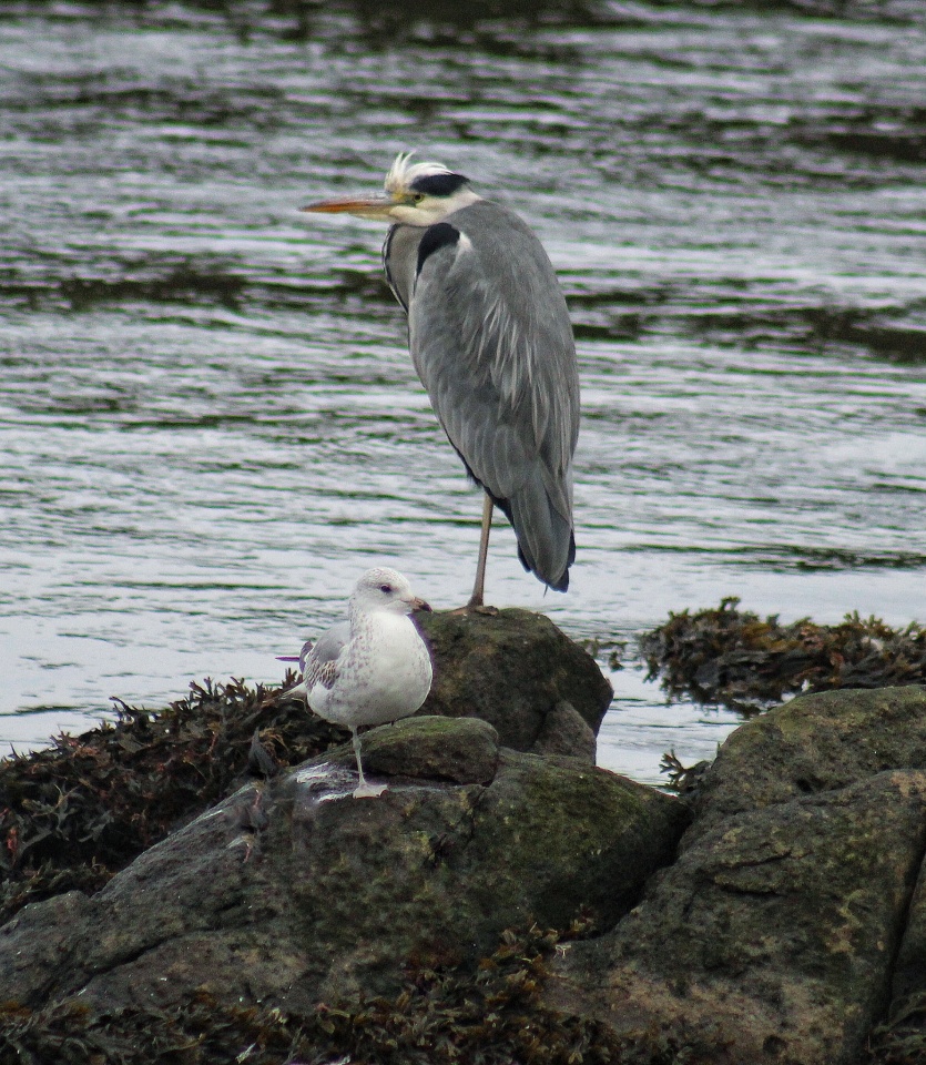 Birds on one leg day! | Charlie17 | Blipfoto