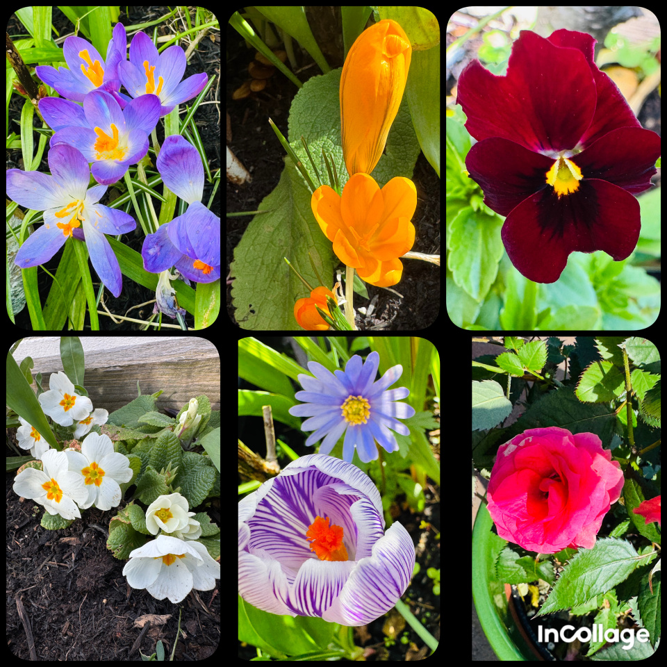 SPRING FLOWERS | sunflower | Blipfoto