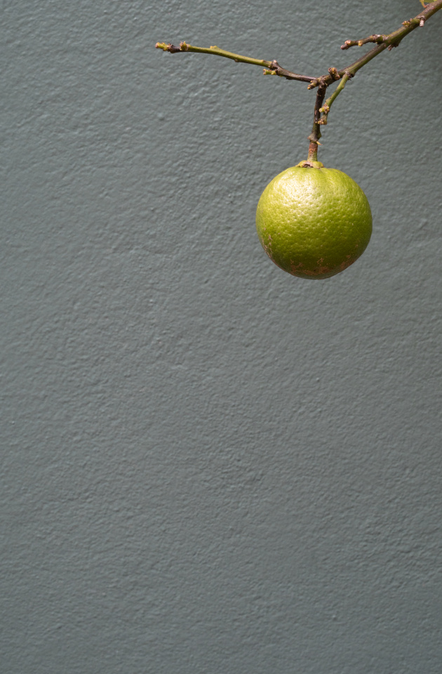 One Lemon | trisharooni | Blipfoto