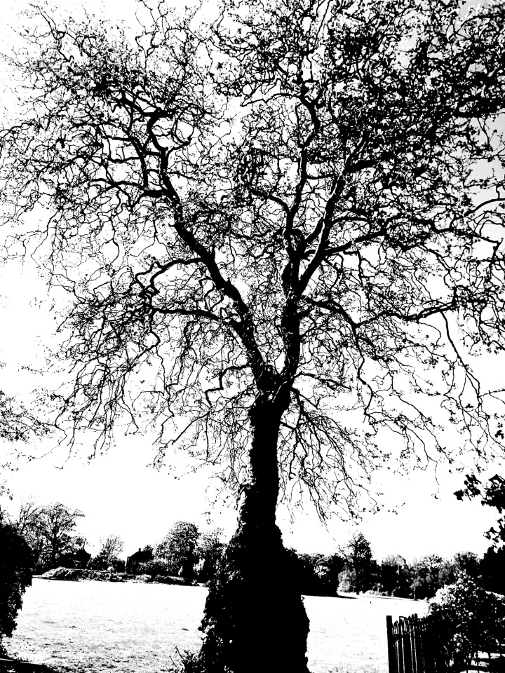 A stumpy tree | ladypop | Blipfoto