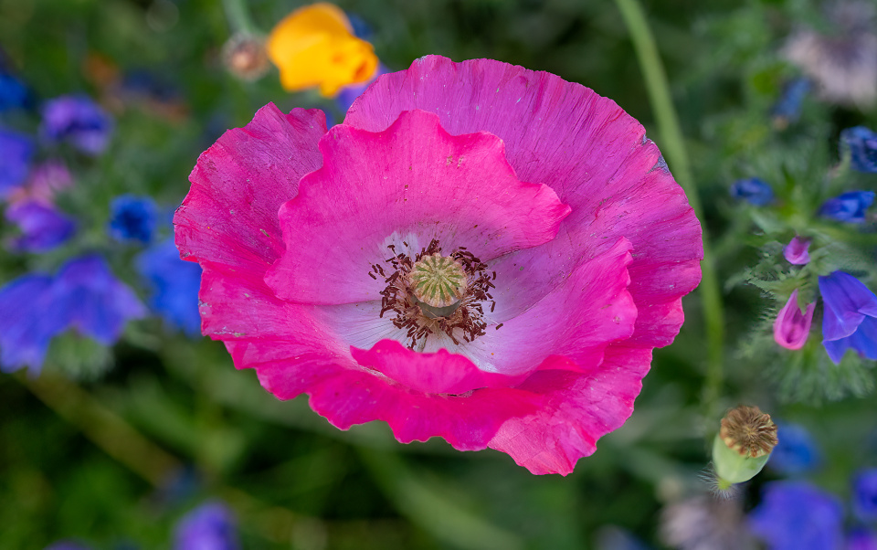 Pink poppy | DarkEyedMary | Blipfoto