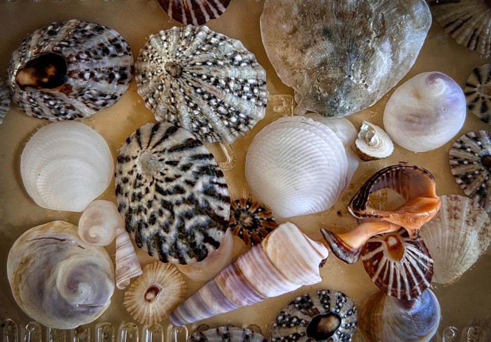 Sea... | Miffy | Blipfoto