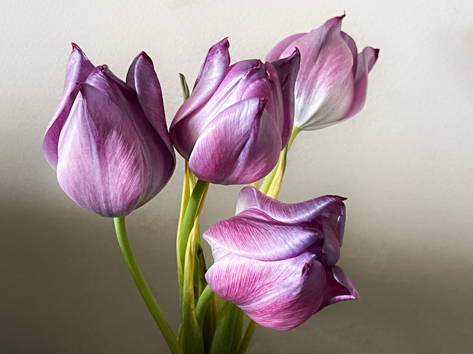 4 tulips | sk | Blipfoto