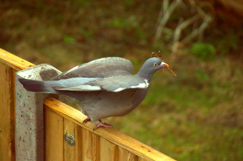 Nesting material? | ThingsBeautiful | Blipfoto