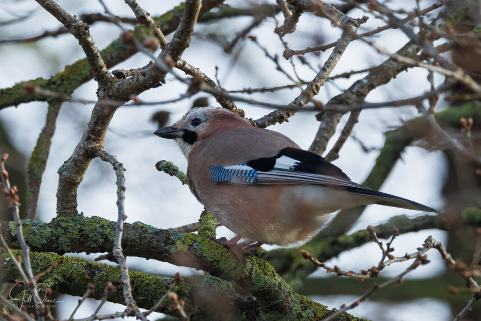 Seventy seven | JDO | Blipfoto