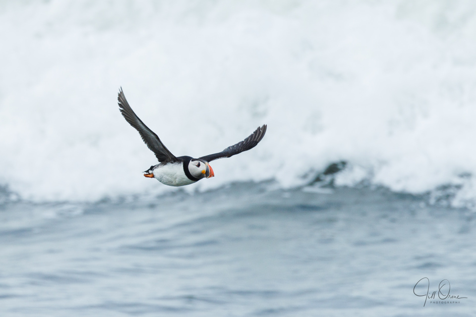 Incoming | JDO | Blipfoto