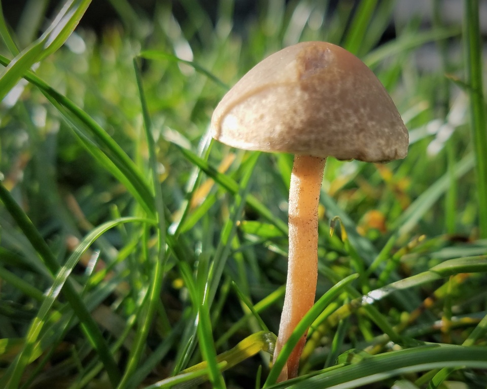 Tiny Mushroom | RonaldBerry | Blipfoto