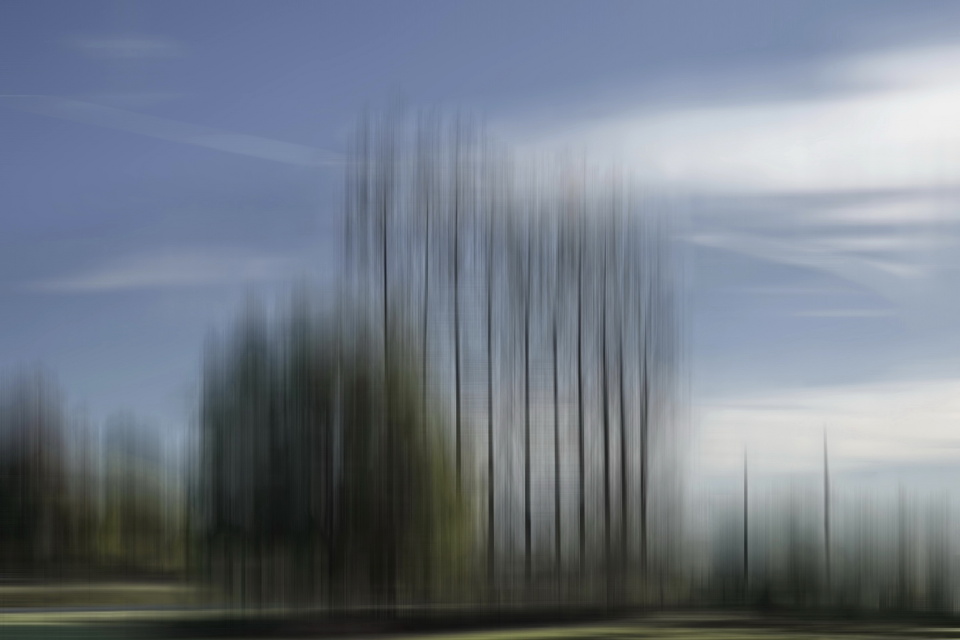 My Trees | rainie | Blipfoto