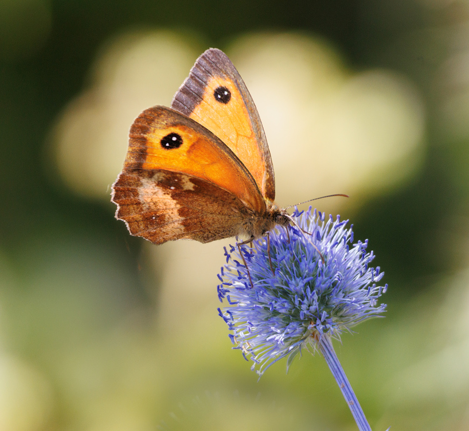 butterfly | LesleyAlsford | Blipfoto