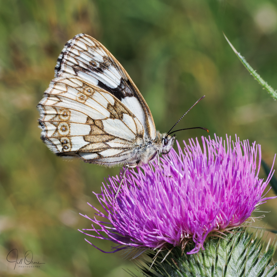 Marbled White | JDO | Blipfoto
