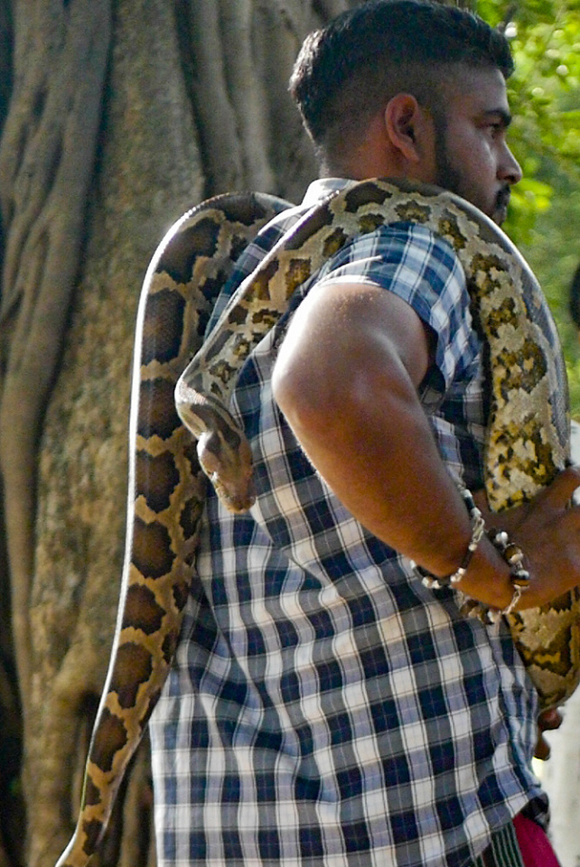 Snake guy | swift | Blipfoto