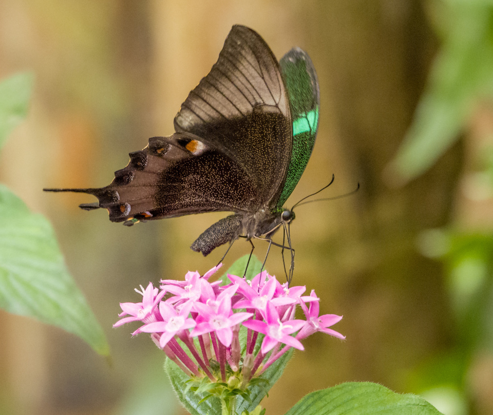 Exotic Butterfly | AH14 | Blipfoto